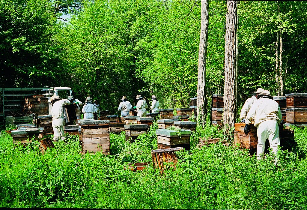 Le Domaine Apicole de Chezelles : un refuge pour les abeilles au cœur ...